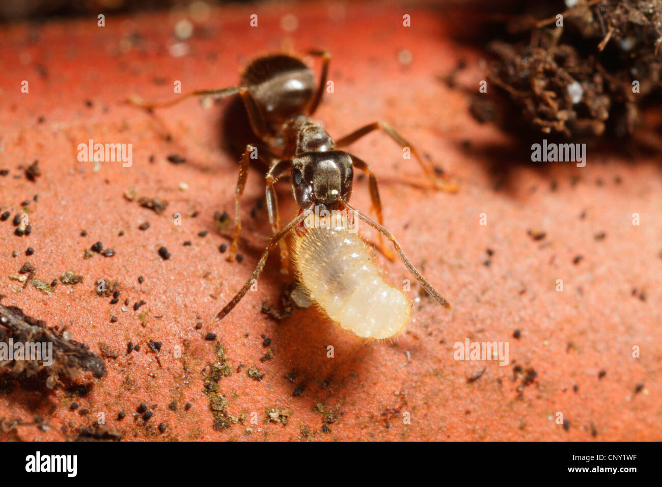 black ant, common black ant, garden ant (Lasius niger), Black garden ...