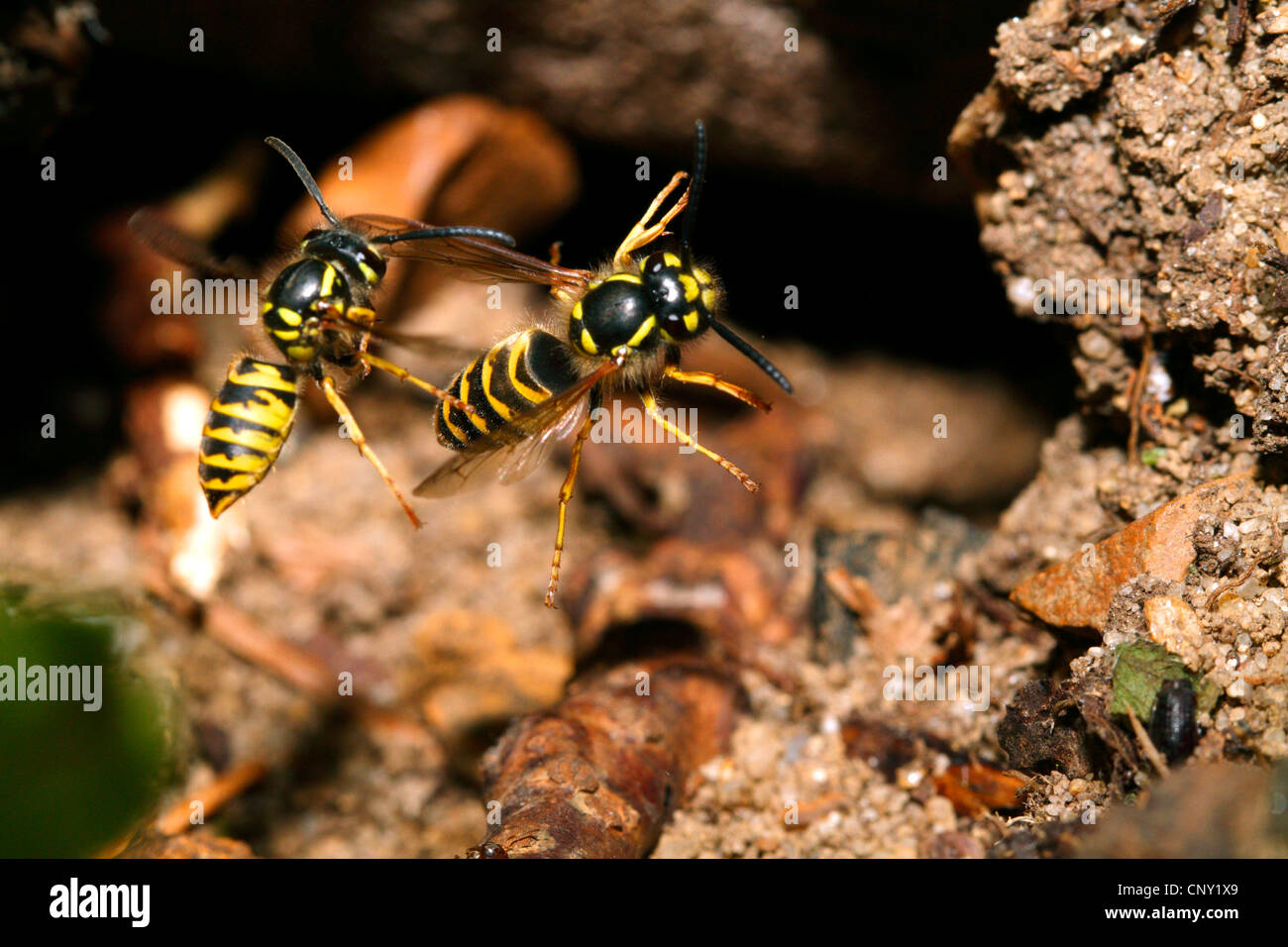 common wasp (Vespula vulgaris), approaching their subterran nest ...