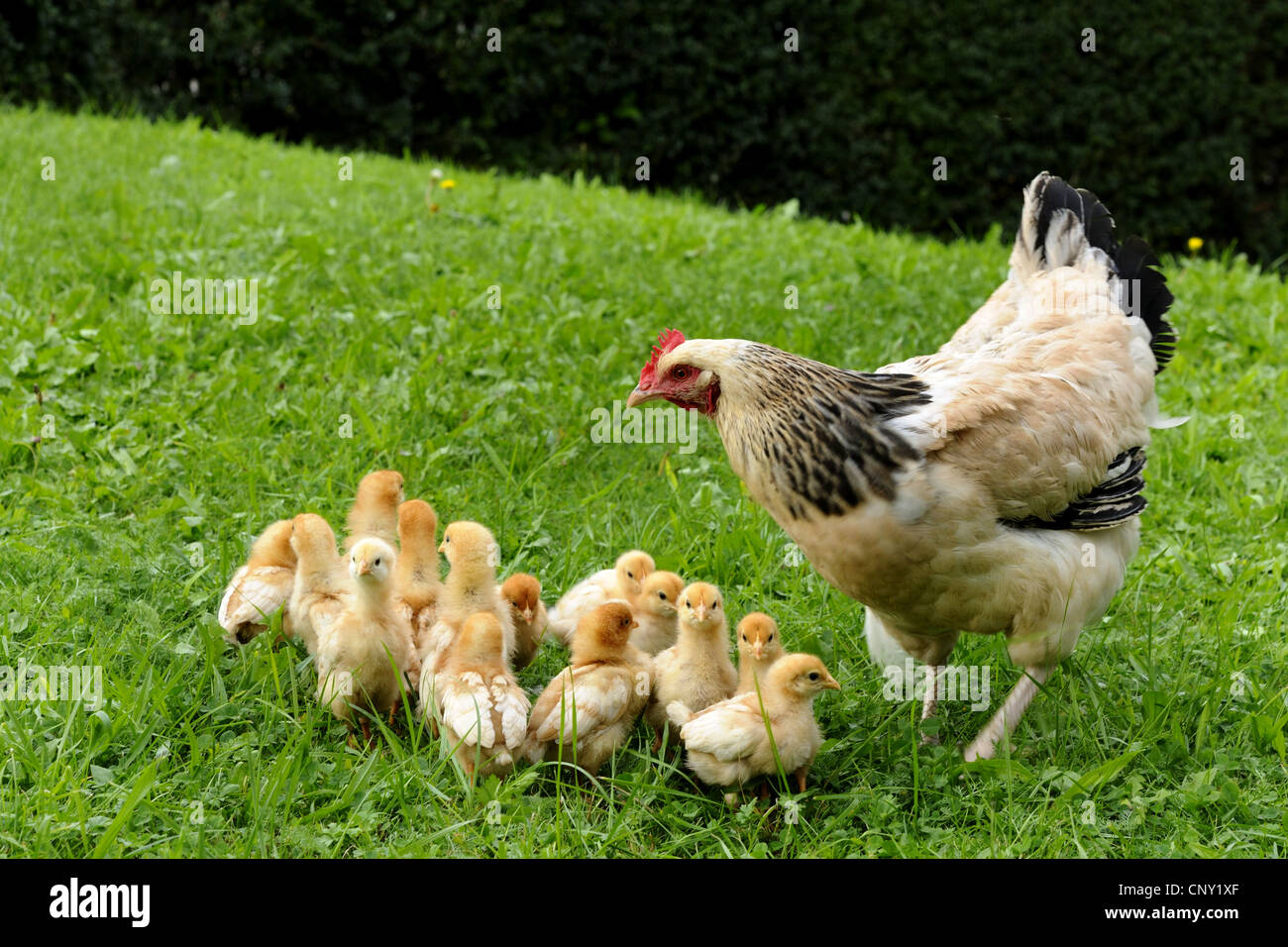domestic fowl (Gallus gallus f. domestica), free range chicken with 13 ...