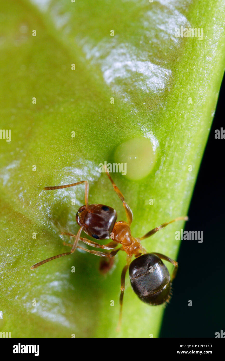 black ant, common black ant, garden ant (Lasius niger), feeding on the ...