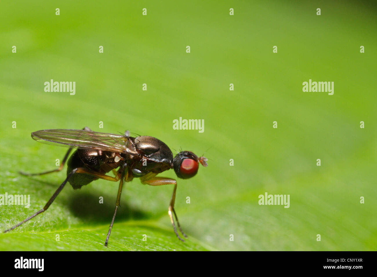 Scavenger fauna hi-res stock photography and images - Alamy