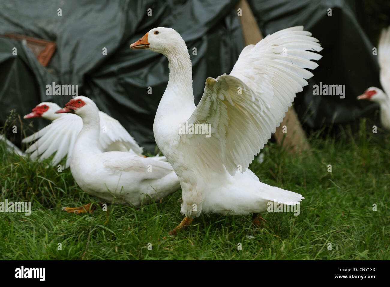 White goose red beak hi-res stock photography and images - Alamy