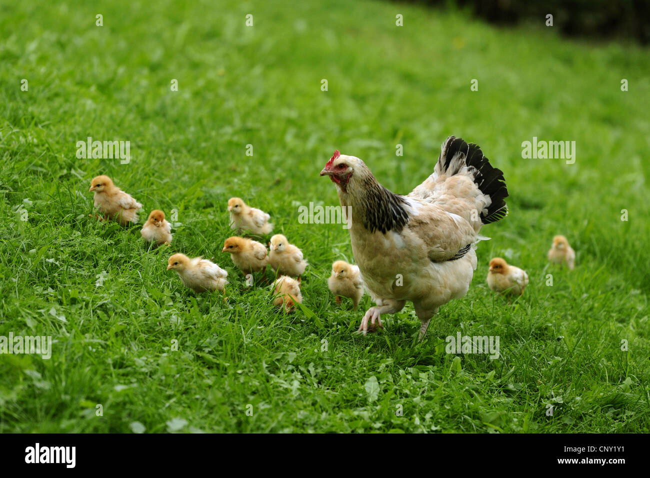 Hens dam hi-res stock photography and images - Alamy