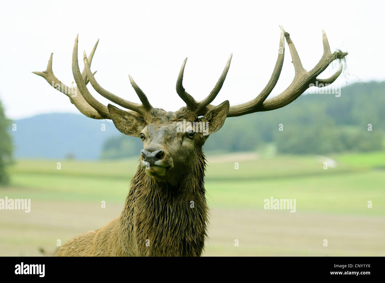 Red deer cervus elaphus pride wildlife hi-res stock photography and ...