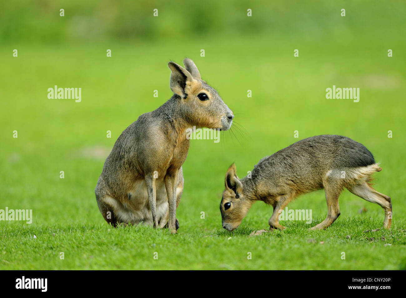 Patagonian cavy (Dolichotis patagonum), with pup in a meadow Stock ...