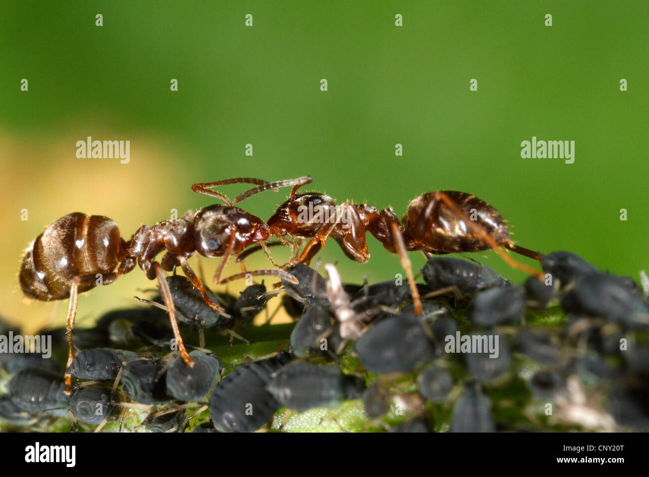 Honey dew hi-res stock photography and images - Alamy