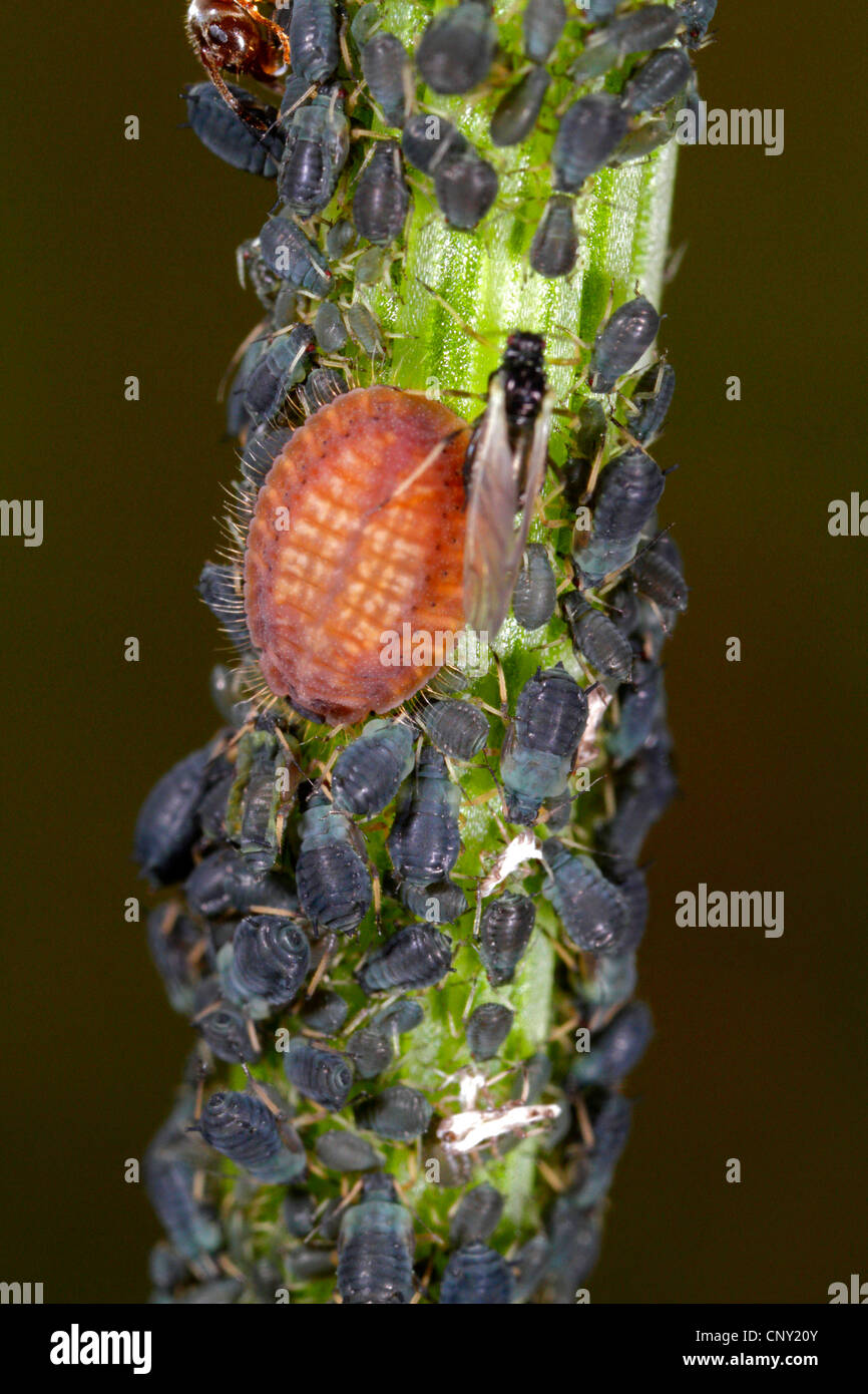 Platynaspis luteorubra hi-res stock photography and images - Alamy