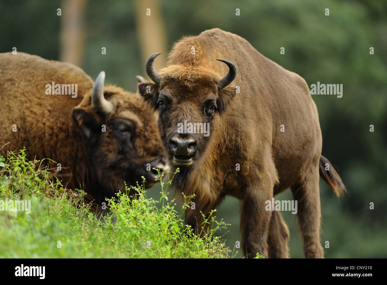 Wisent enclosure hi-res stock photography and images - Alamy