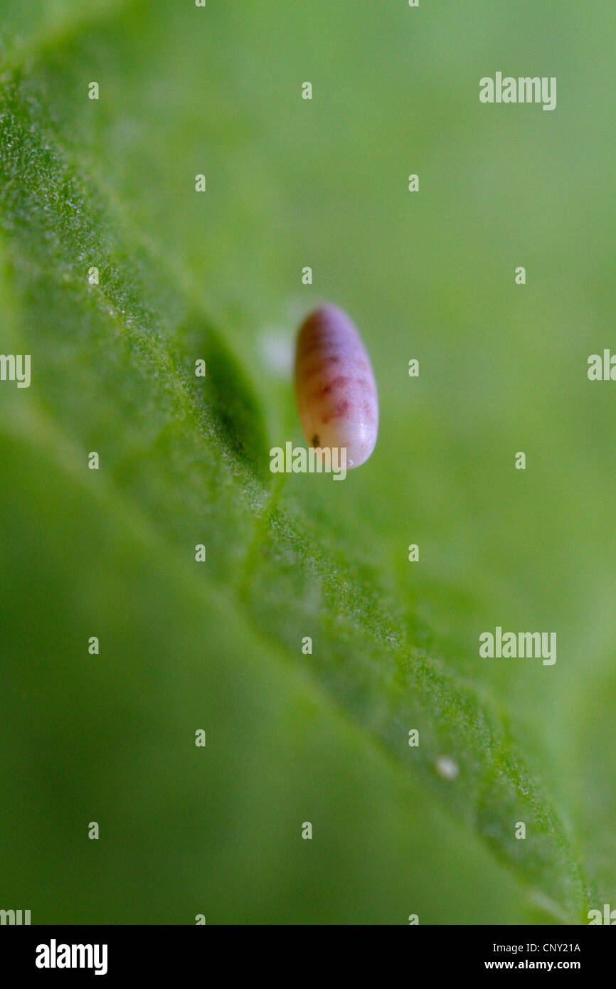 green lacewings (Chrysopidae), The egg of a lacewing, as typically seen ...