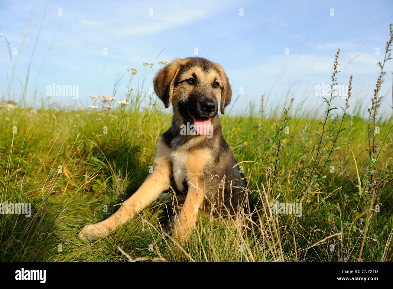 Half breed dog attention hi-res stock photography and images - Alamy