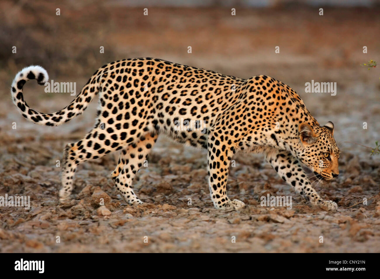 Side view female leopard walking hi-res stock photography and images ...