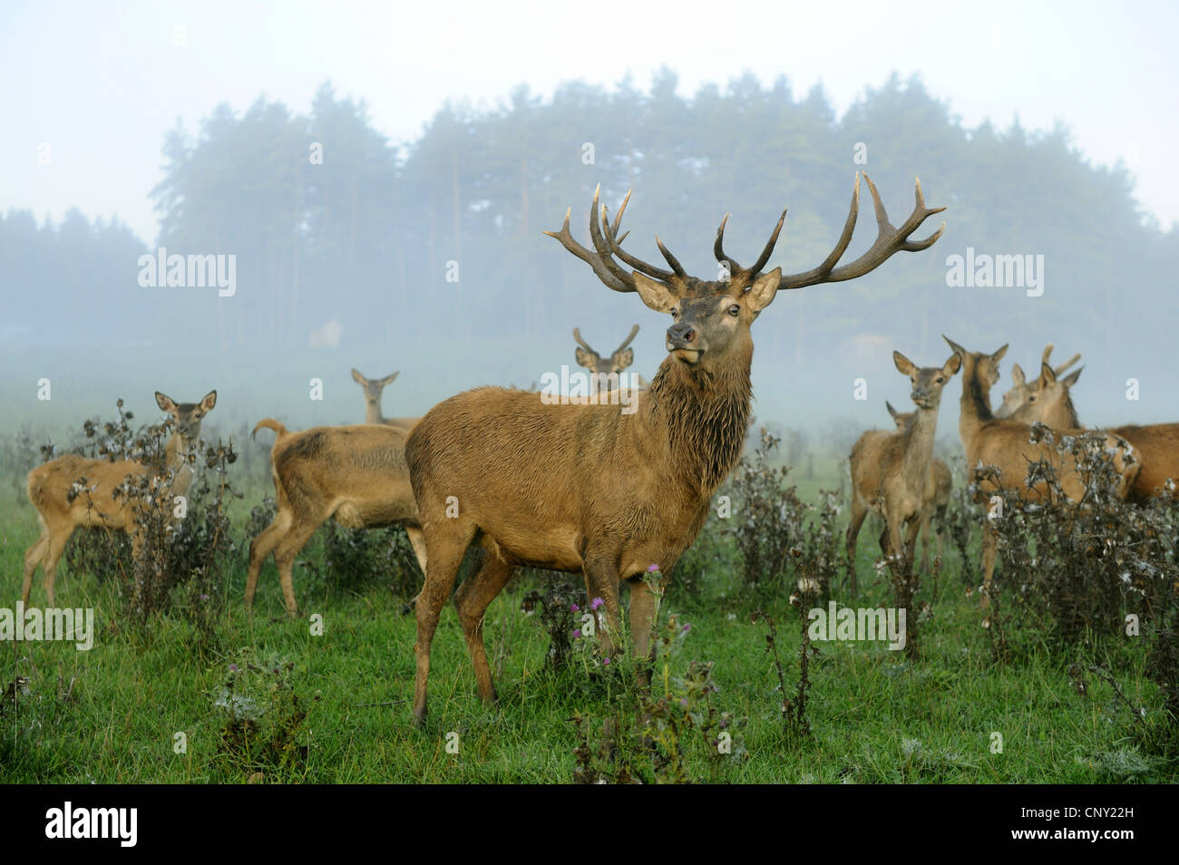 red deer (Cervus elaphus), magnificent stack standing in meadow with ...