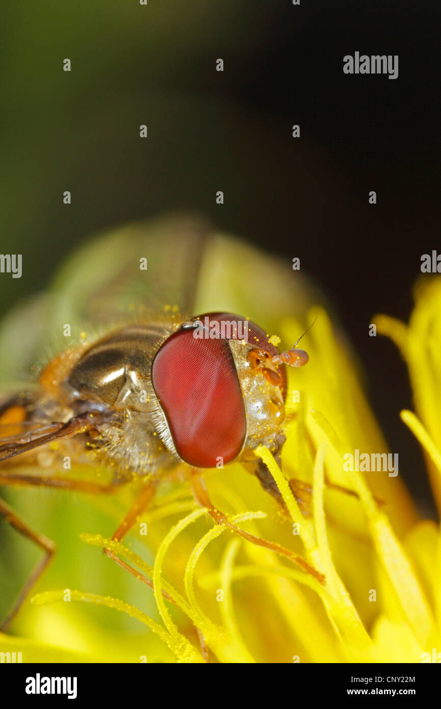 Marmalade hoverfly (Episyrphus balteatus), head with compound eyes ...