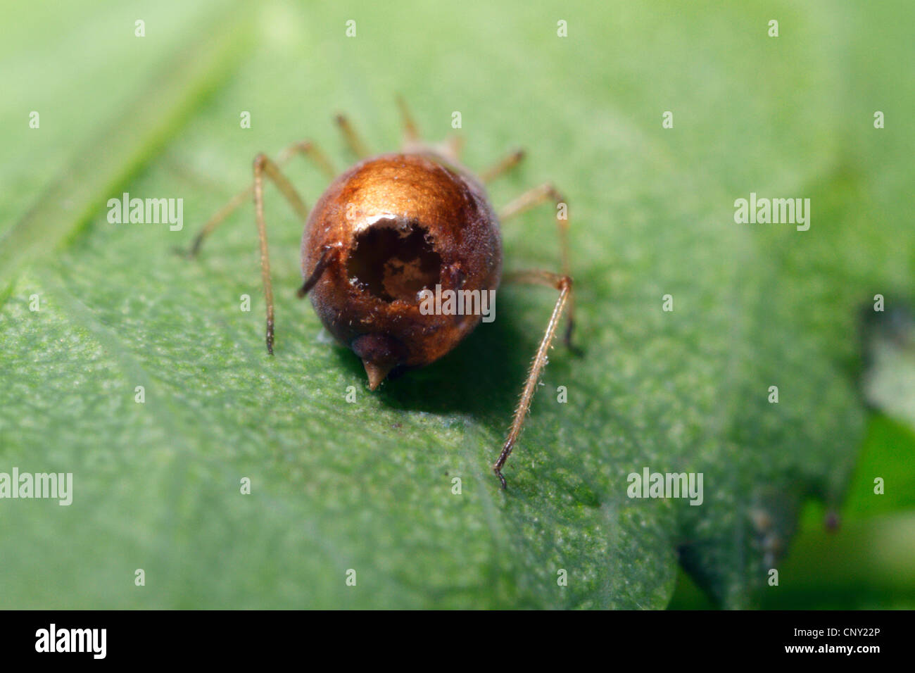 aphid parasitoid (Aphidius colemanni), Aphid mummy, the aphid has been ...