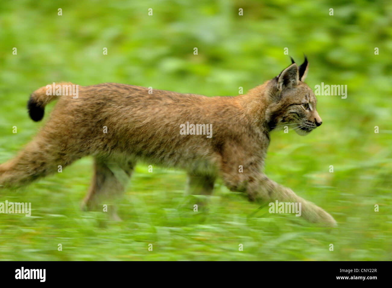 northern lynx (Lynx lynx lynx), running pup, Germany, Hesse Stock Photo ...