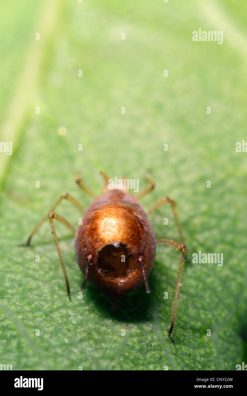 aphid parasitoid (Aphidius colemanni), Aphid mummy, the aphid has been ...