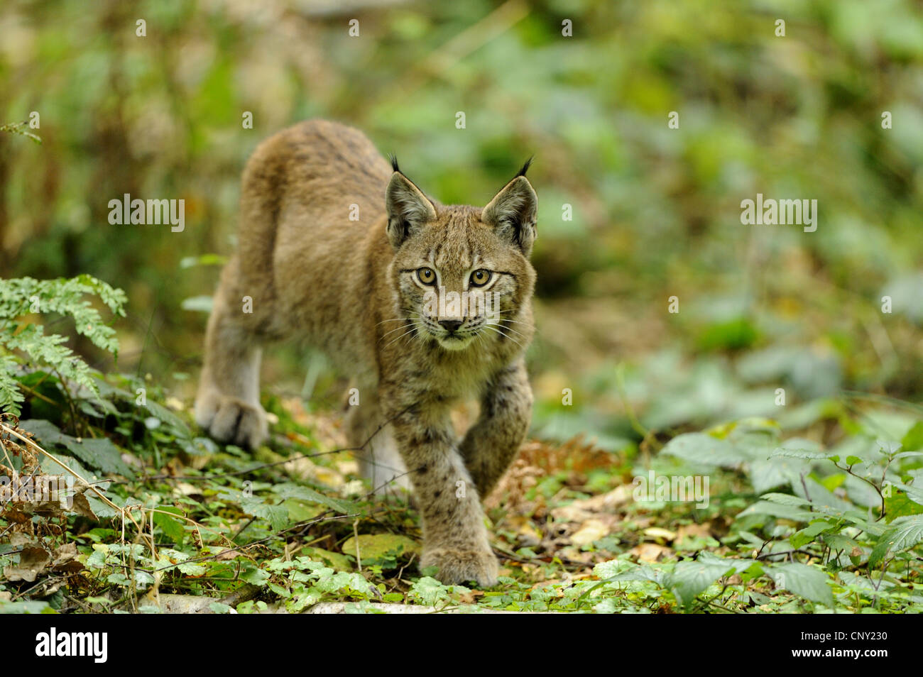 northern lynx (Lynx lynx lynx), running pup, Germany, Hesse Stock Photo ...