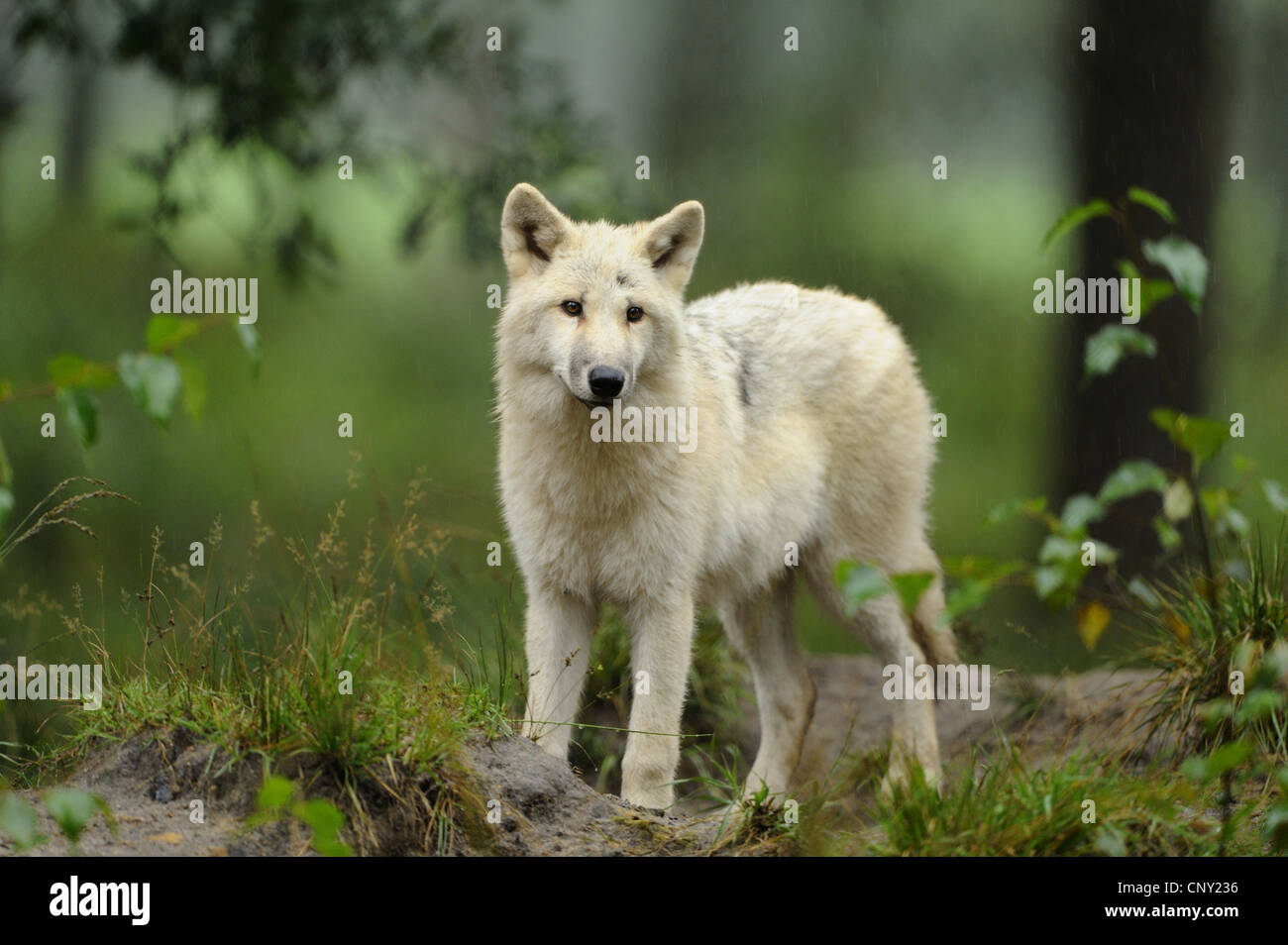arctic wolf, tundra wolf (Canis lupus albus, Canis lupus arctos), pup ...