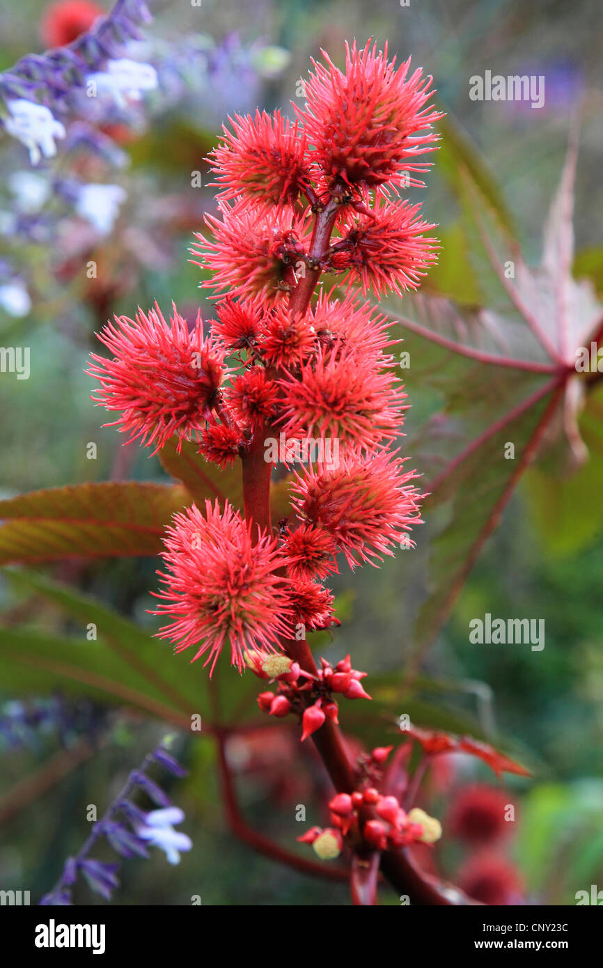 castor-oil plant, castor oil plant, ricin, Castor bean, Castorbean ...