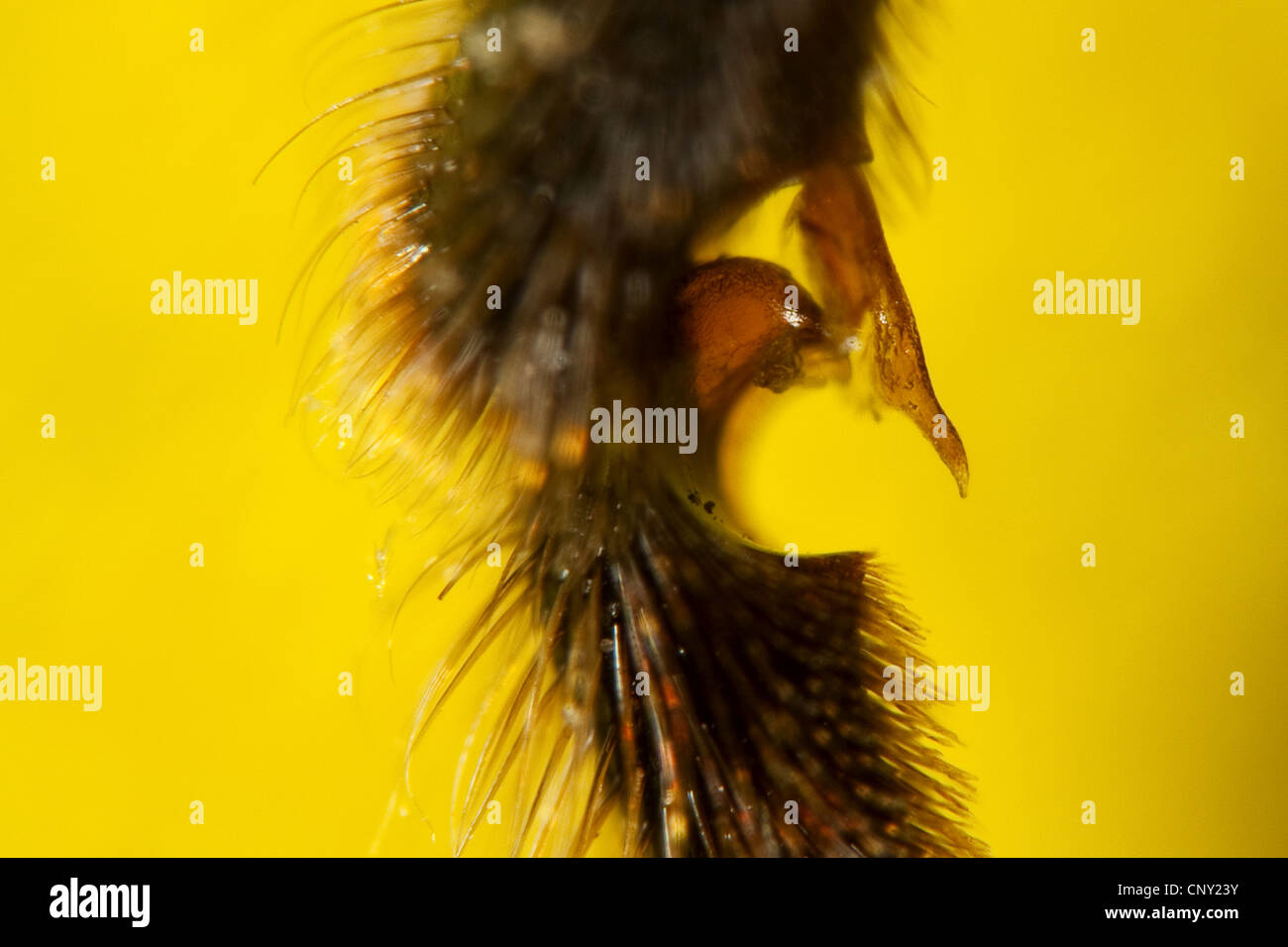honey bee, hive bee (Apis mellifera mellifera), front leg with the ...