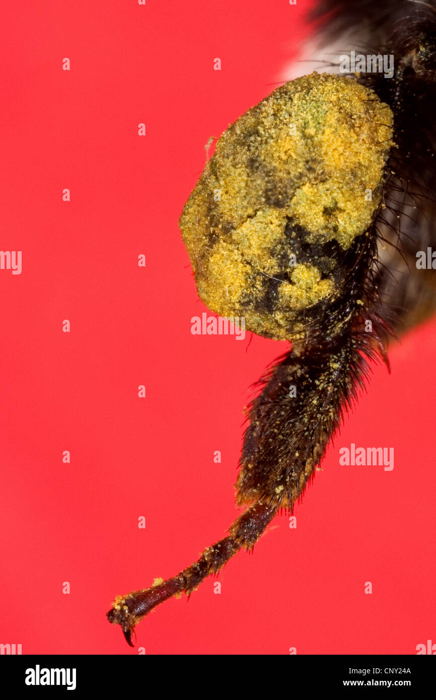 Details of hairs on legs hi-res stock photography and images - Alamy