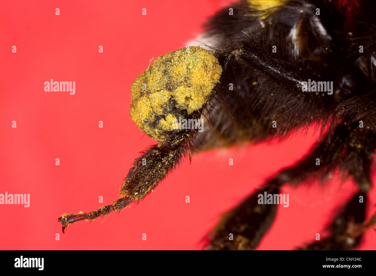 bumble bee (Bombus terrestris oder Bombus lucorum), hind leg for ...