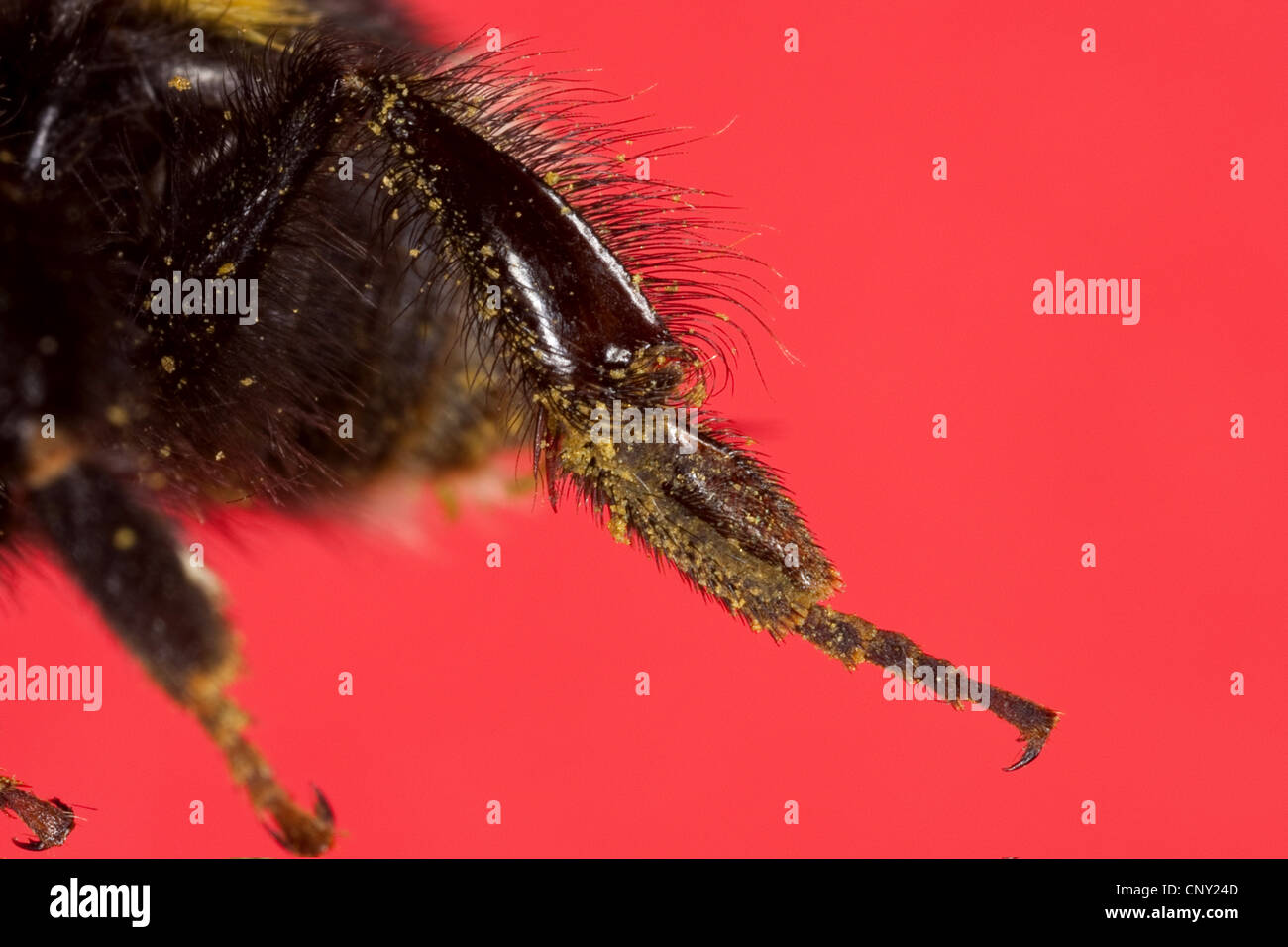 bumble bee (Bombus terrestris oder Bombus lucorum), hind leg of a ...