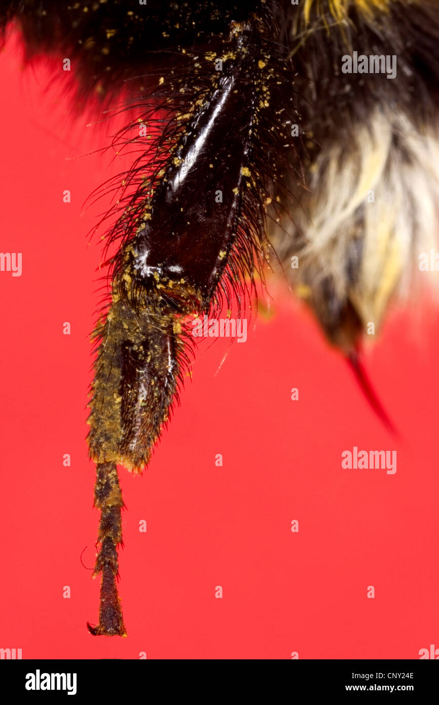 Bombus terrestris hive hi-res stock photography and images - Alamy