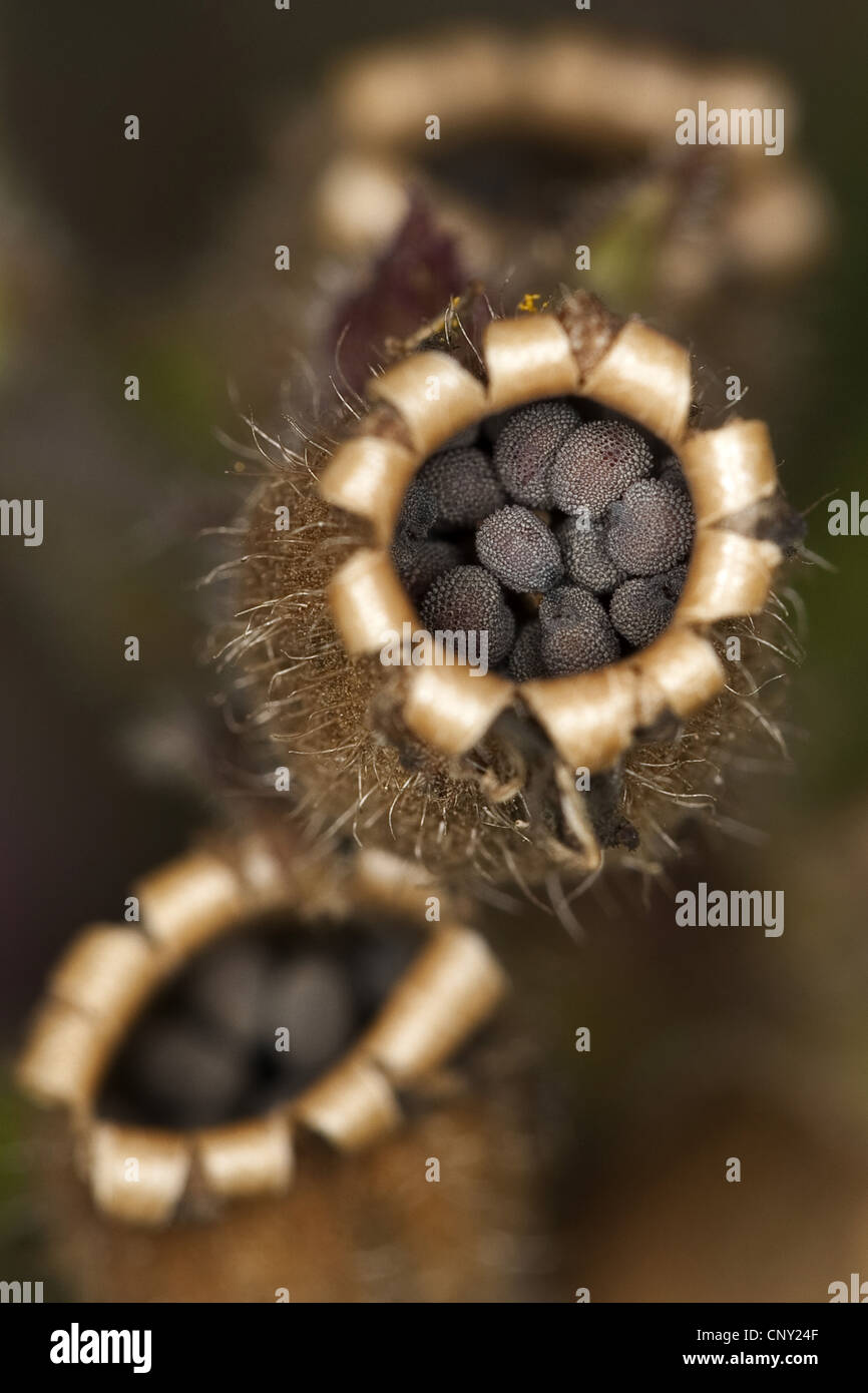 red campion (Silene dioica), seeds in a vessel, Germany Stock Photo - Alamy