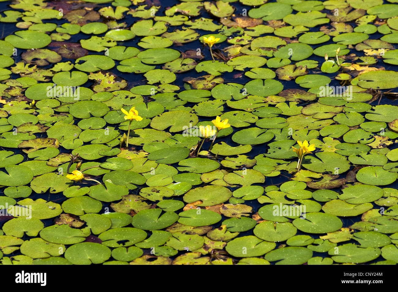 Fringe lily hi-res stock photography and images - Alamy