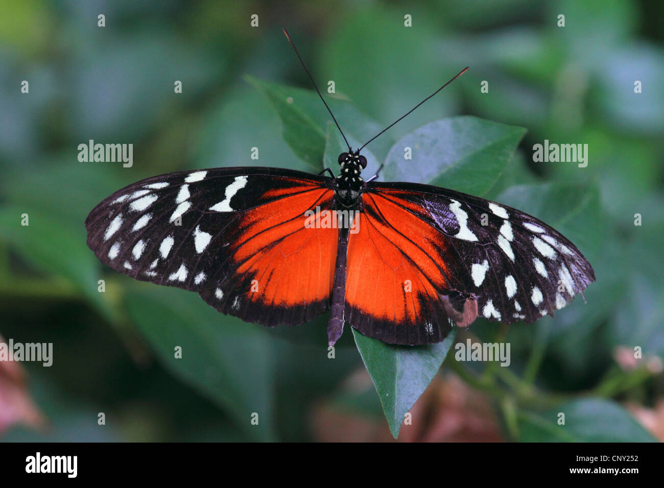 Longwing hi-res stock photography and images - Alamy