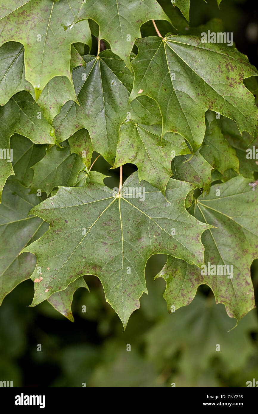 Acer maple leaves hi-res stock photography and images - Alamy