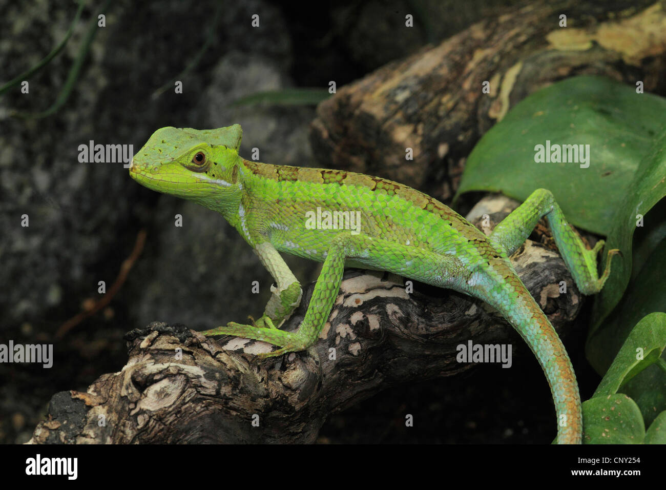 eastern casquehead iguana (Laemanctus longipes), sitting on a branch ...