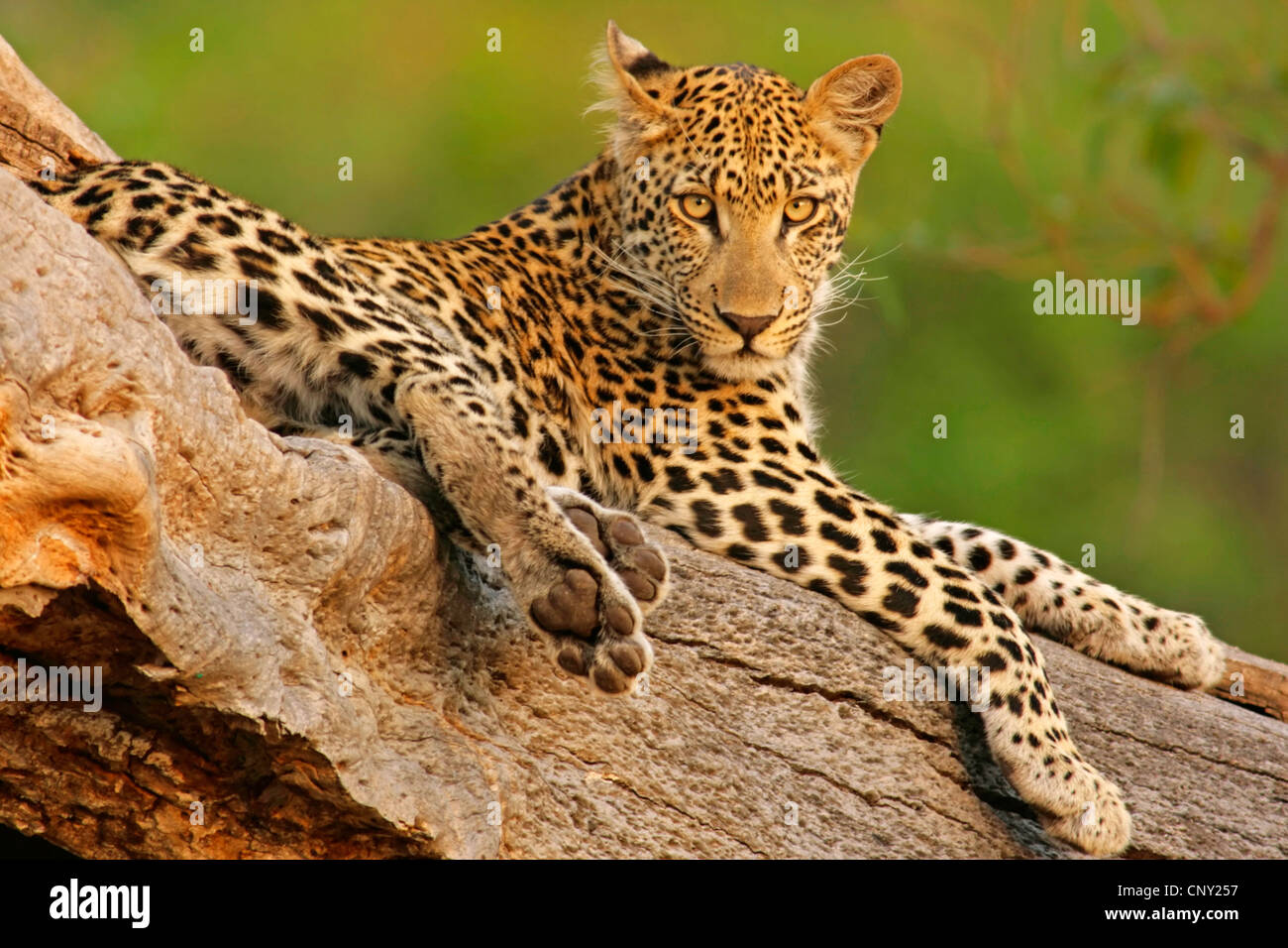 leopard (Panthera pardus), resting on a tree trunk, Botswana, Moremi ...