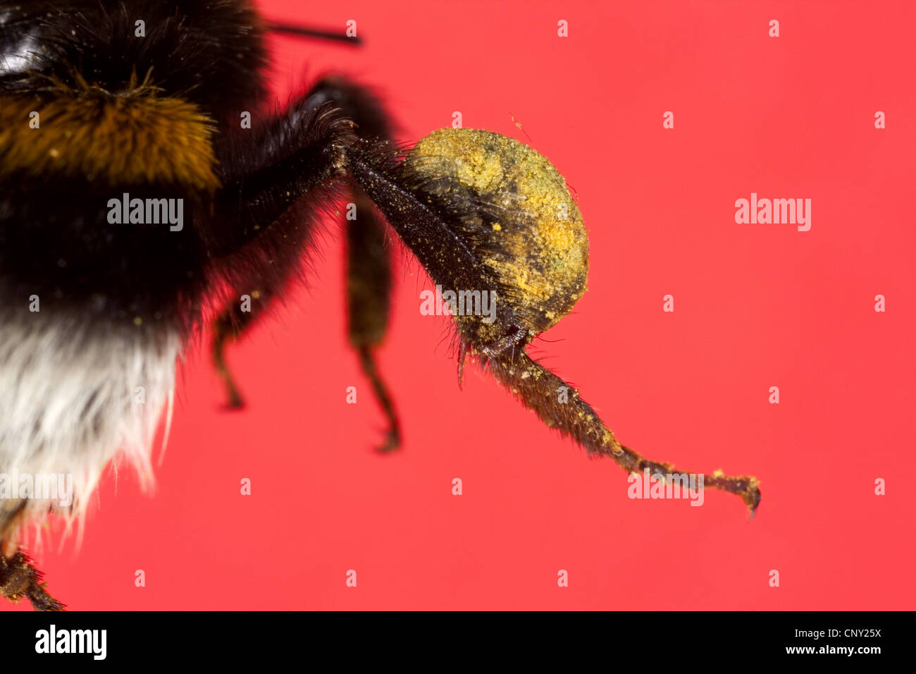 bumble bee (Bombus terrestris oder Bombus lucorum), hind leg for ...