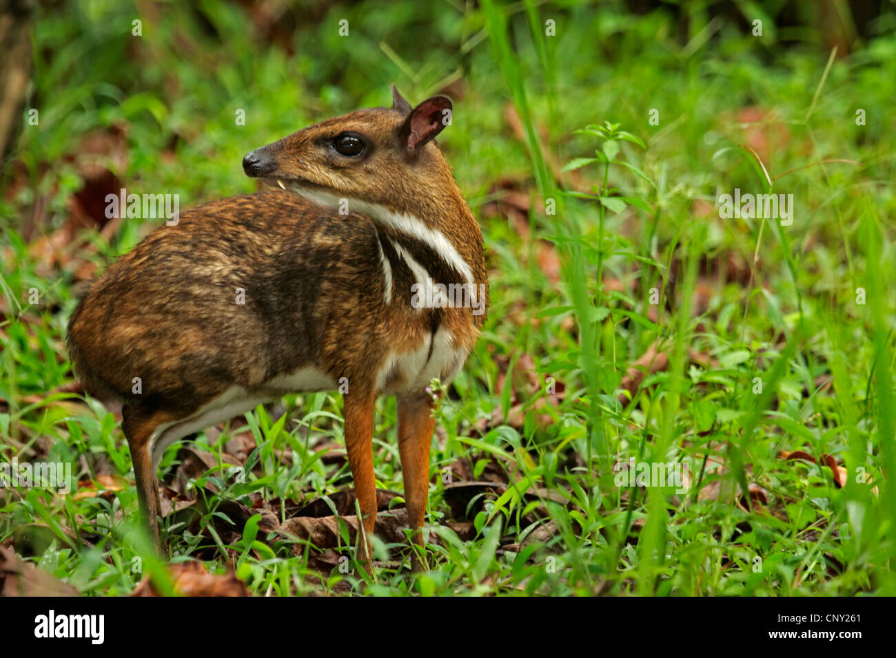 lesser Malay chevrotain, lesser mouse deer (Tragulus javanicus), side ...