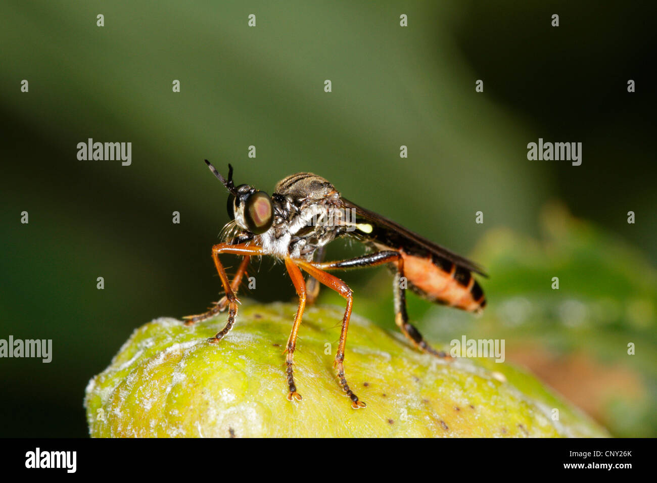 Small yellow legged robber fly hi-res stock photography and images - Alamy
