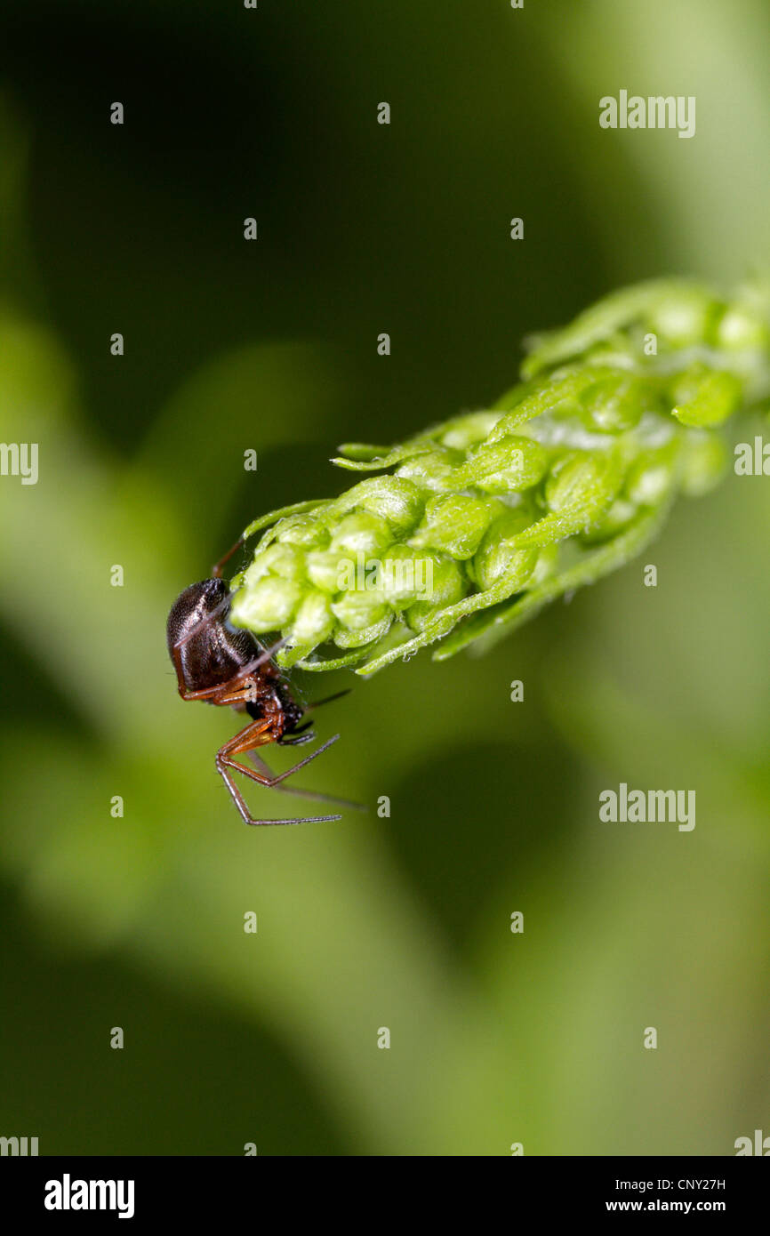 Sheet web weavers hi-res stock photography and images - Alamy
