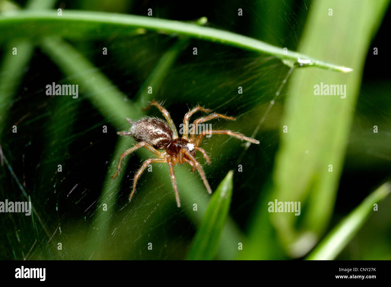 Juvenile web weaver hi-res stock photography and images - Alamy