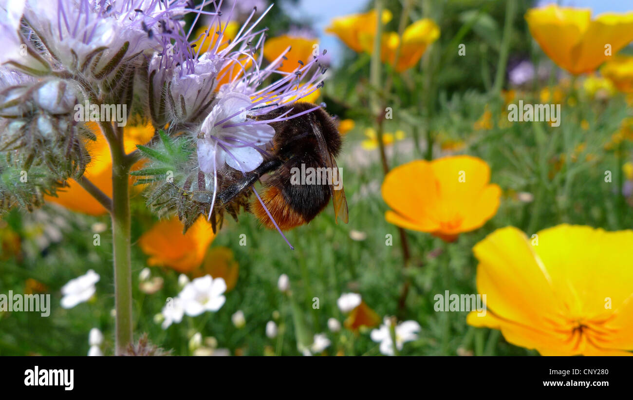 bee food, tansy scorpion-weed (Phacelia tanacetifolia), humble bee on a ...