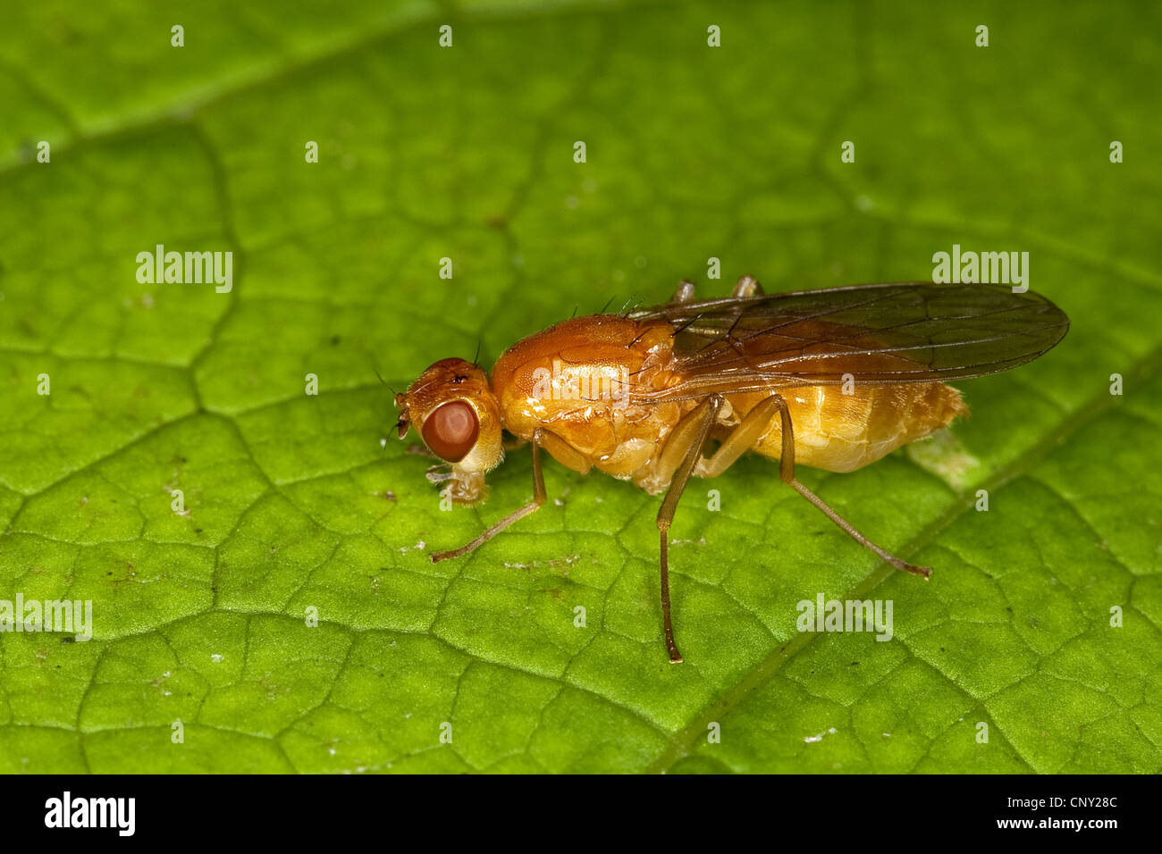 Rust fly psila cf fimetaria hi-res stock photography and images - Alamy