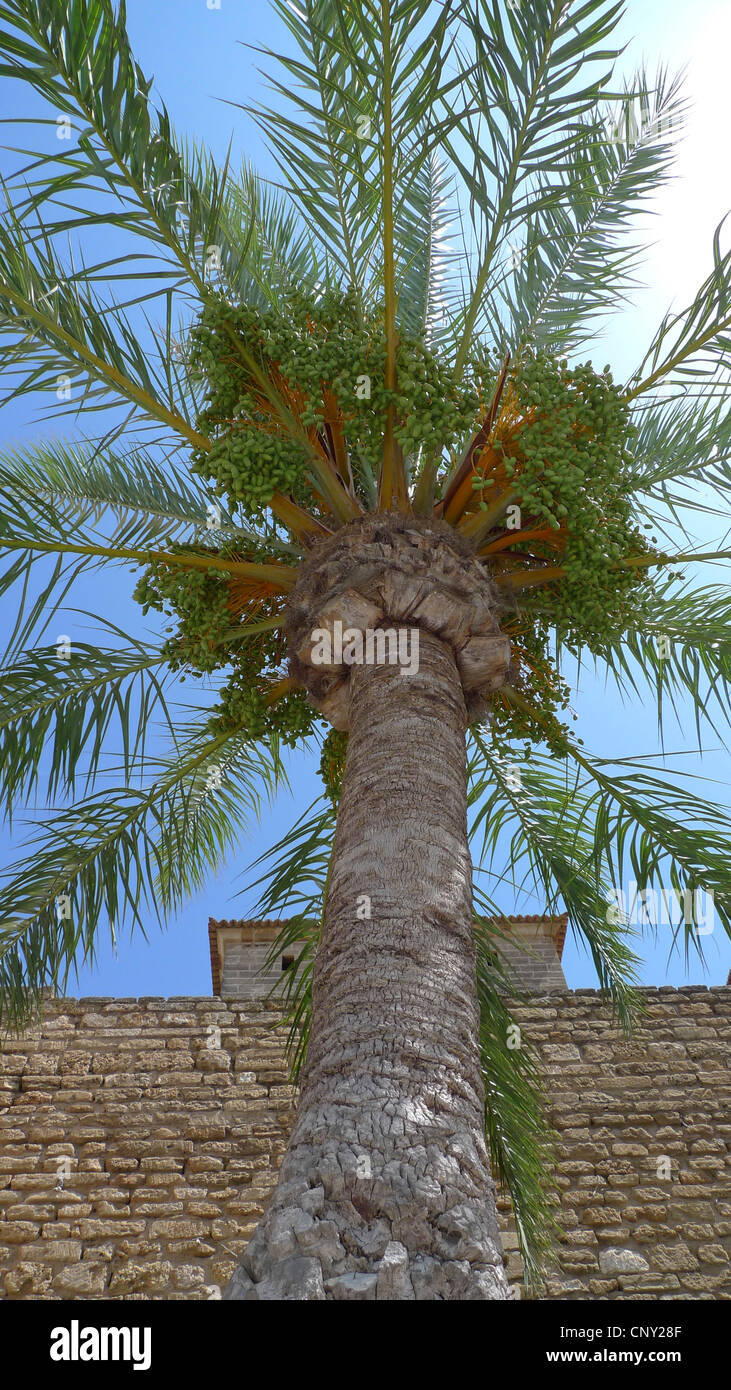 Top date palm tree phoenix hi-res stock photography and images - Alamy
