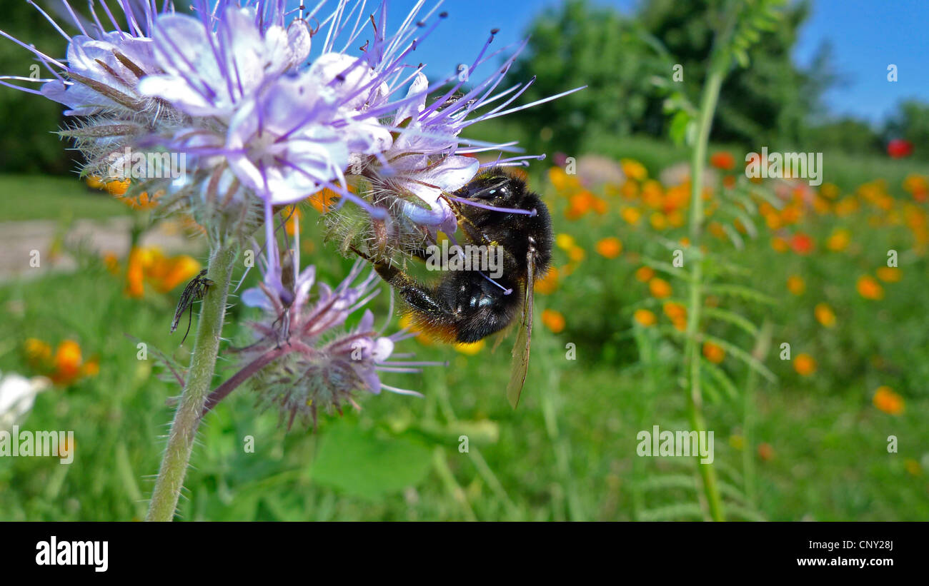 bee food, tansy scorpion-weed (Phacelia tanacetifolia), humble bee on a ...