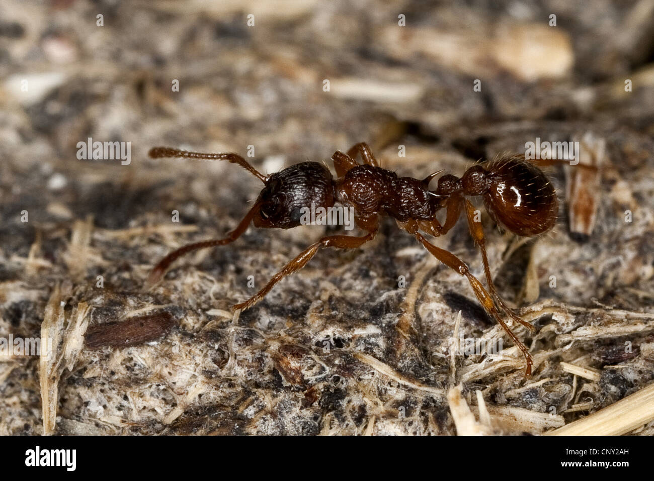 red myrmicine ant (Myrmica ruginodis), on forest ground, Germany Stock ...