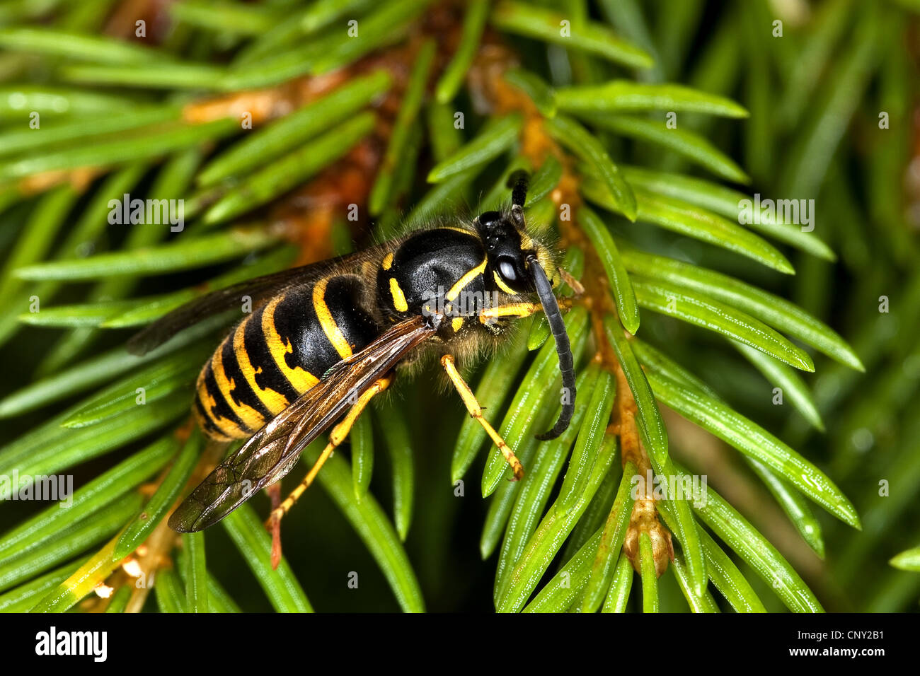 tree wasp (Dolichovespula sylvestris), male sitting on a conifer twig ...