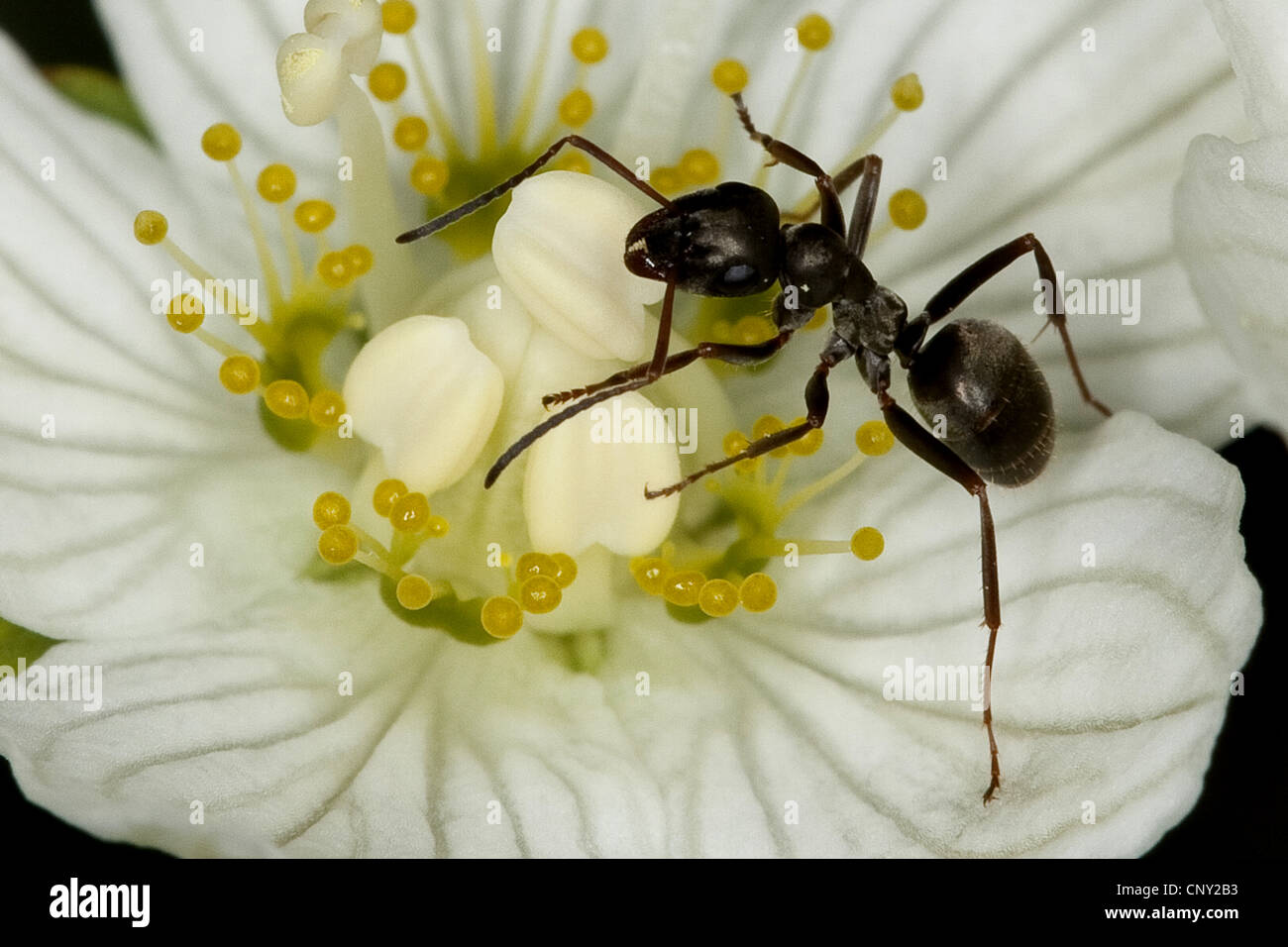 Lemani hi-res stock photography and images - Alamy