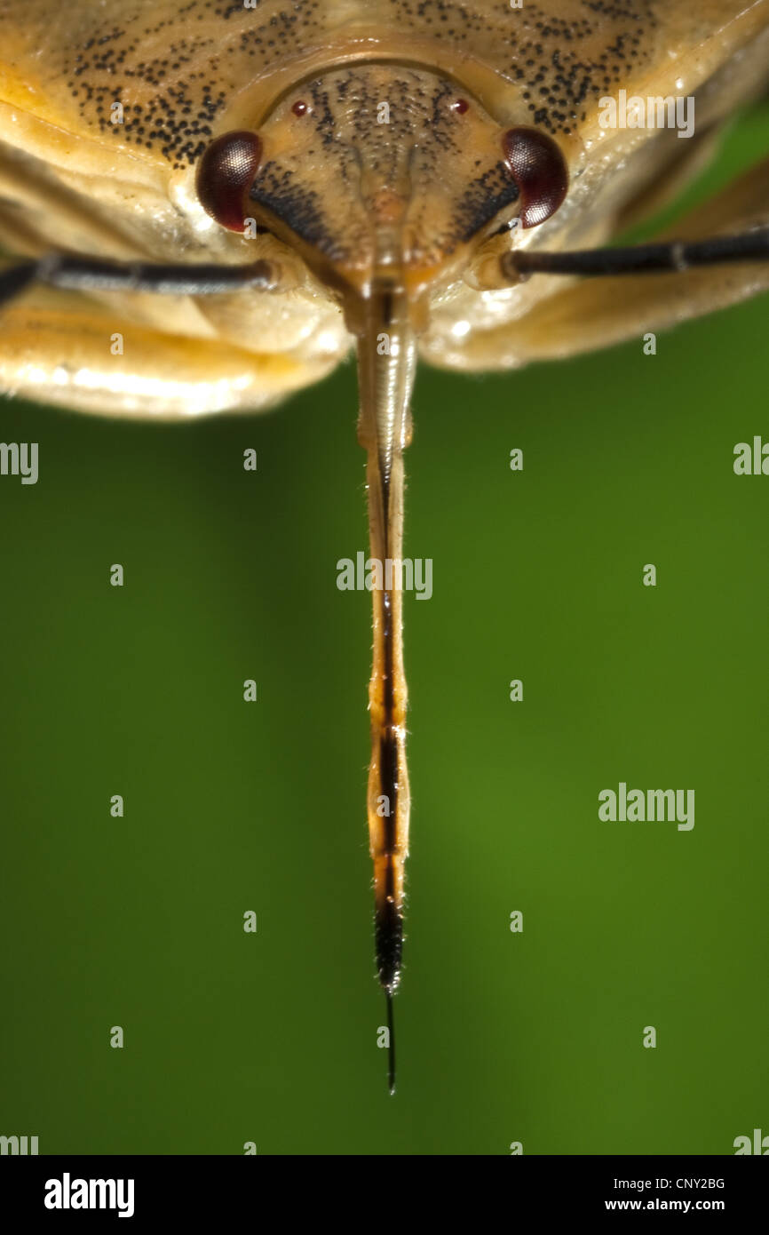 stink bug (Carpocoris fuscispinus), portrait with the proboscis clearly ...