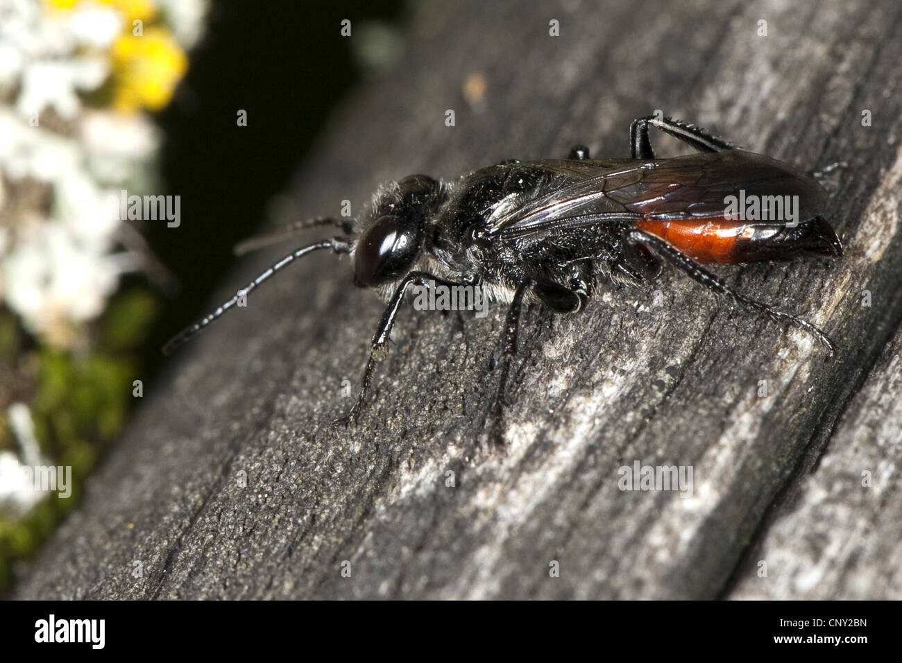 Digger wasp astata spec hi-res stock photography and images - Alamy