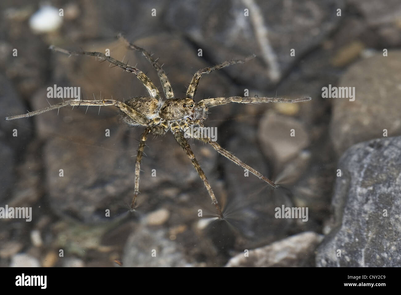 thin-legged wolf spiders, wolf spiders, ground spiders (Pardosa spec ...