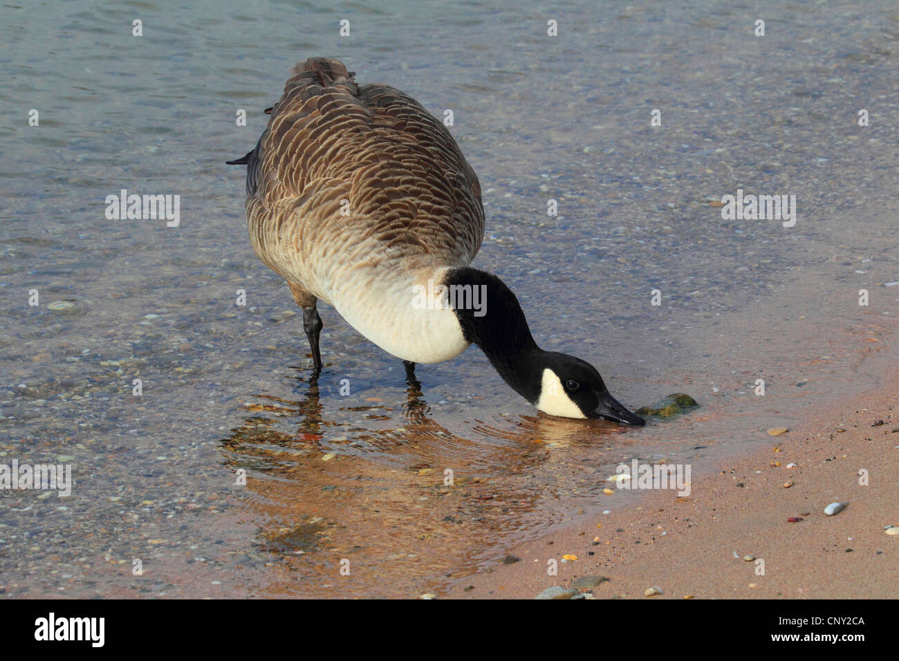 Canada goose (Branta canadensis), dabbling in shallow water, Germany ...